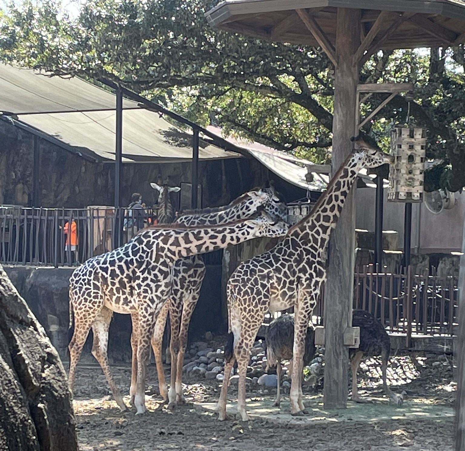 10 free things to do in Houston - Cooglife